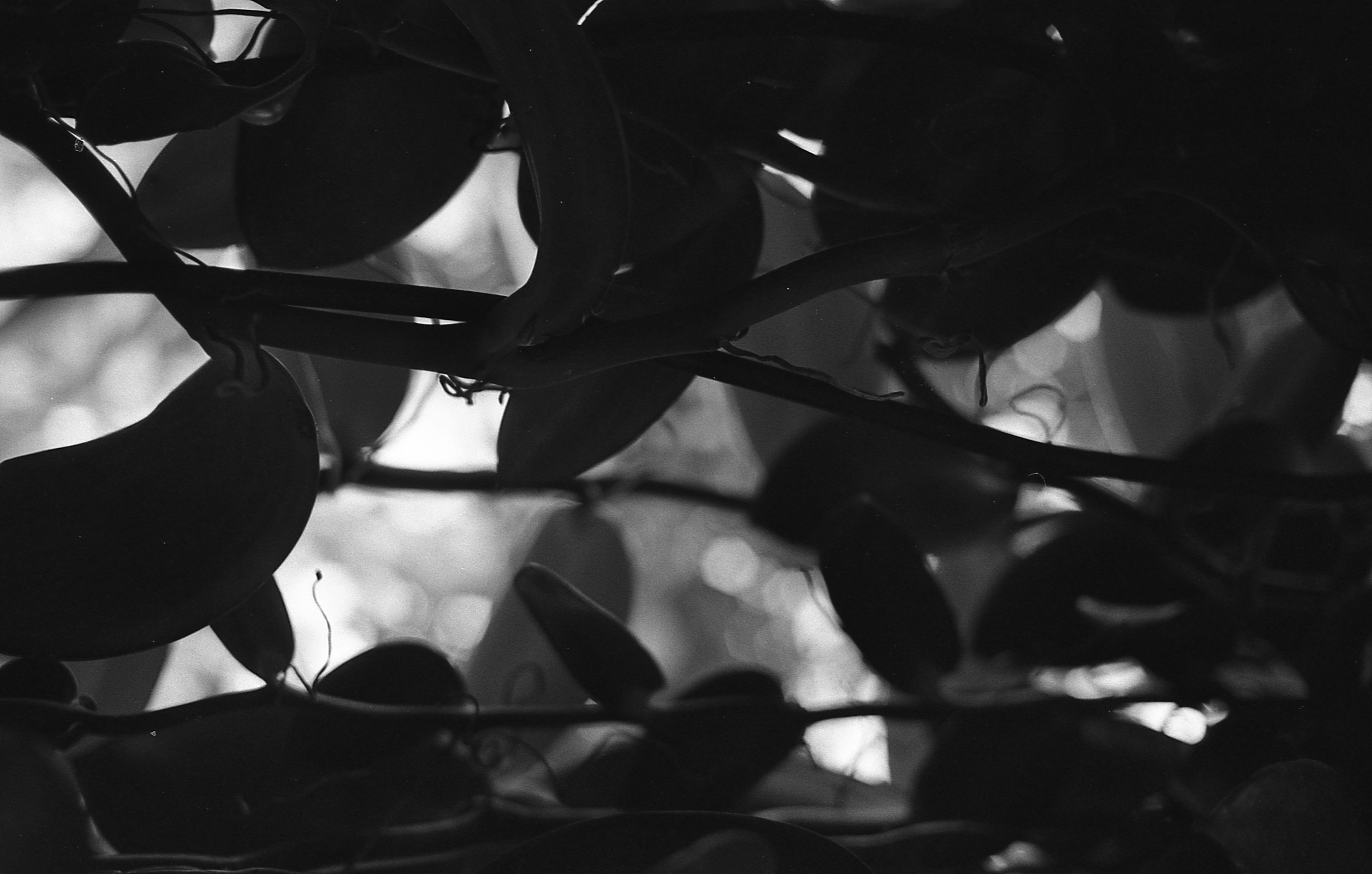 Film Series Part Two