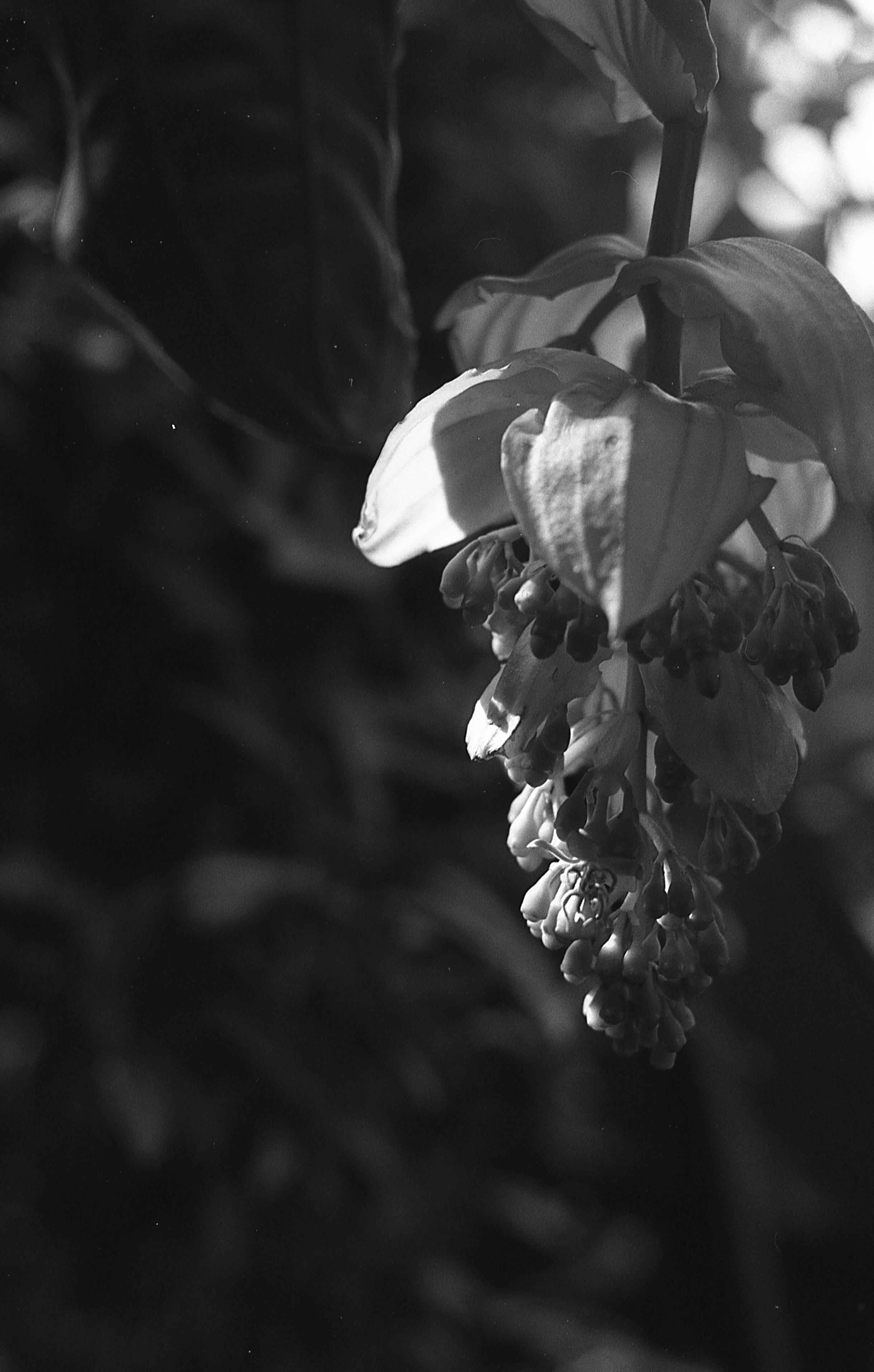 Film Series Part Two